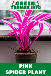 Pink Spider Plants: Everything You Need to Know