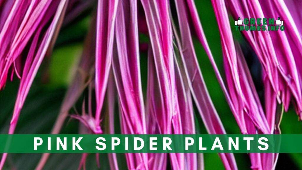 Pink Spider Plants: Everything You Need to Know